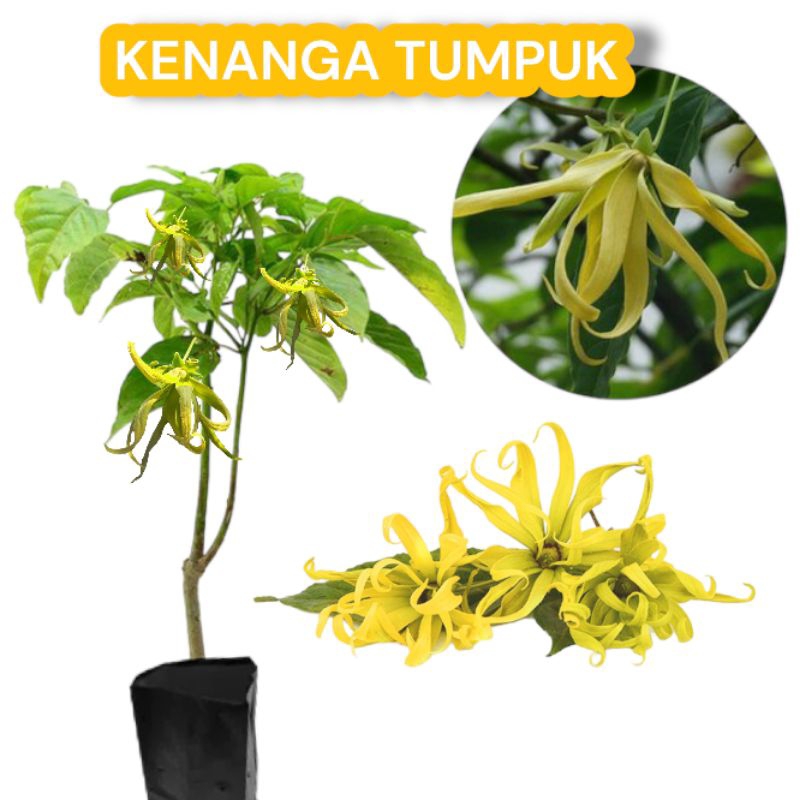 Jual Bunga kenanga tumpuk kondisi berbunga dan siap bunga | Shopee ...