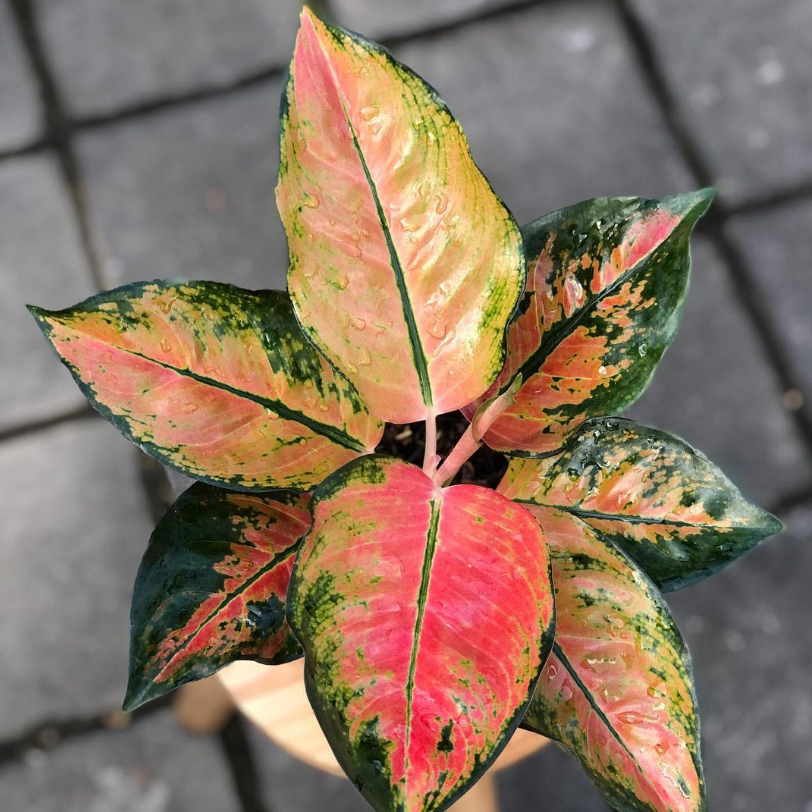 Jual PROMO MURAH MERIAH BISA COD // Aglaonema Kochin Tembaga Merah ...