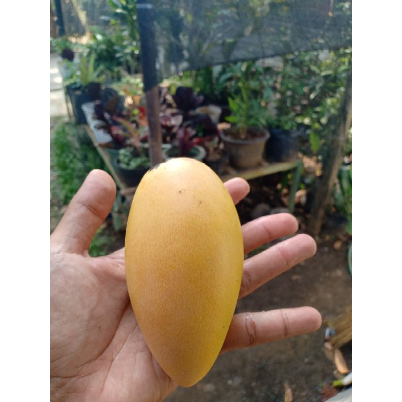 Jual Bibit mangga okyong tanaman buah unggul hasil cangkok susu cepat ...