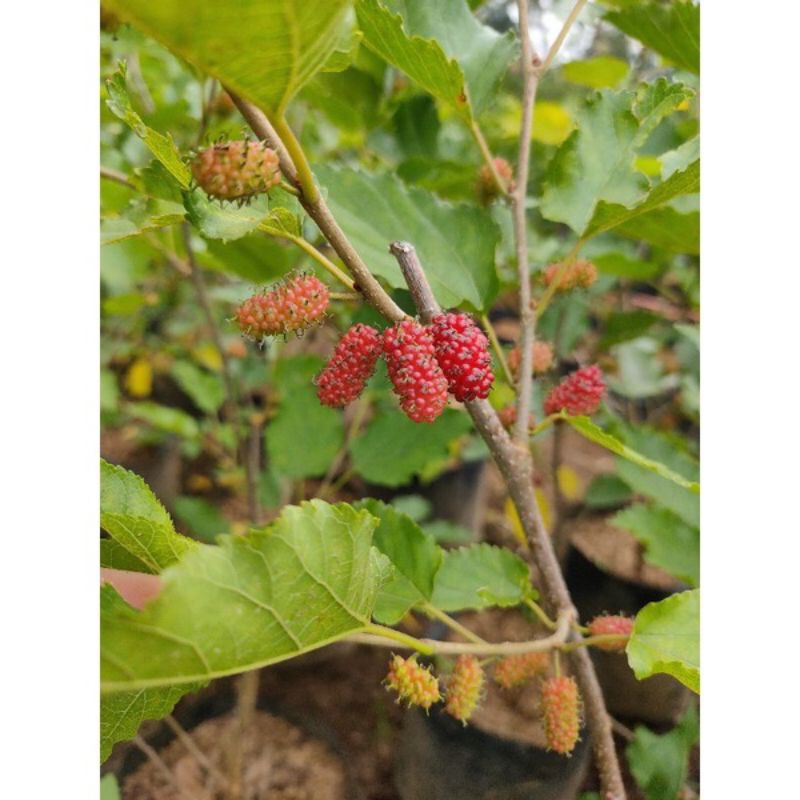 Jual Bibit Tanaman Buah Murbei Jumbo ( Sudah Berbuah ) | Shopee Indonesia