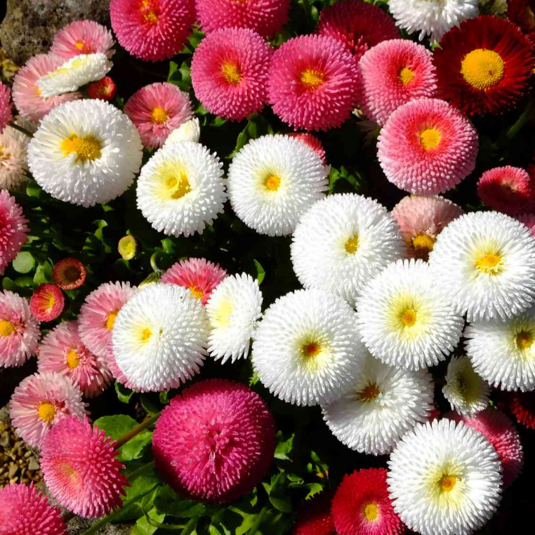Jual biji benih bunga Import bellis perennis pomponette english daisy ...