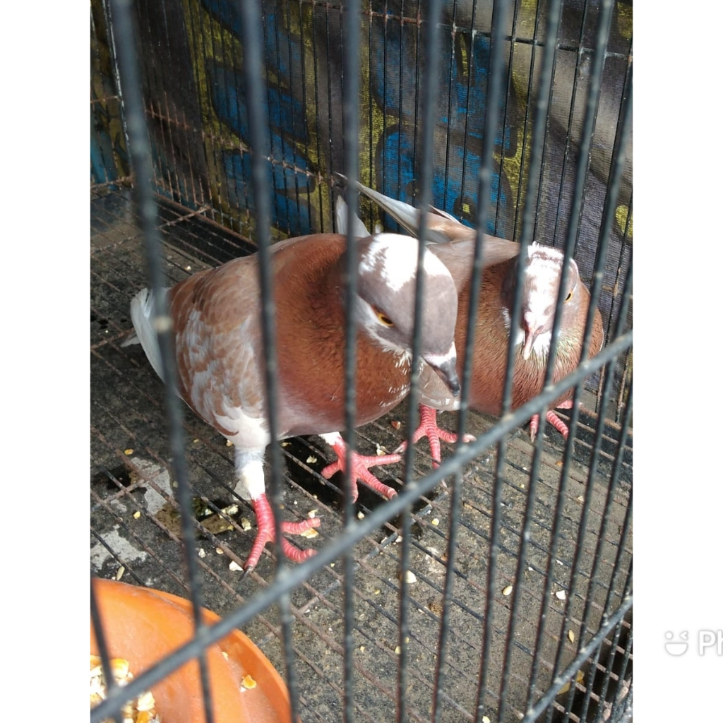 Jual BURUNG MERPATI DARA BLANTONG PLONTANG BLOROK PUTIH BALAP TINGGIAN ...