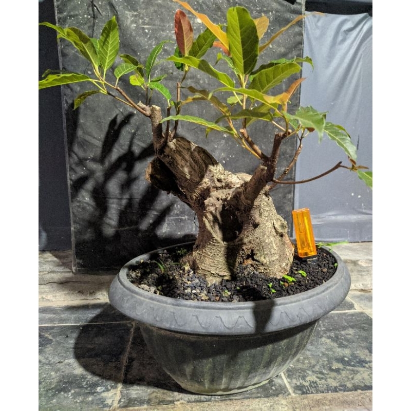 Jual bonsai bunut merah bahan bogel sesuai gambar | Shopee Indonesia