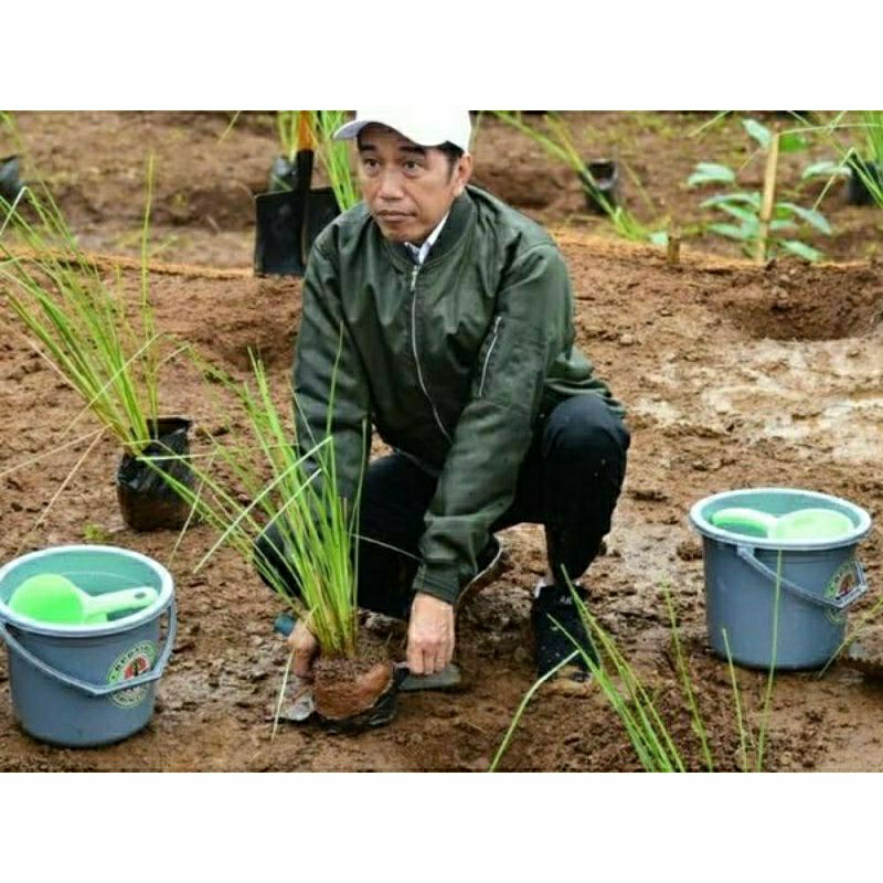 Jual Rumput Vetiver - tanaman penahan erosi - Rumput akar wangi ...