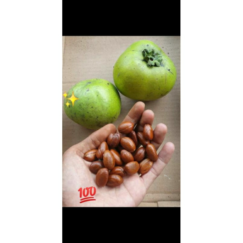 Jual paket biji dan buah black sapote | Shopee Indonesia Jual paket biji dan buah black sapote | Shopee Indonesia