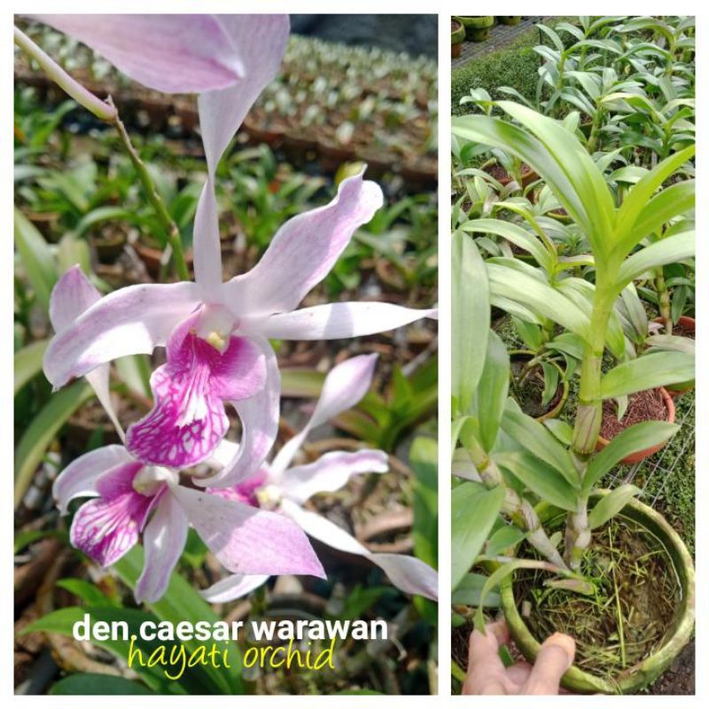 Jual Anggrek Dendrobium Caesar Warawan | Shopee Indonesia