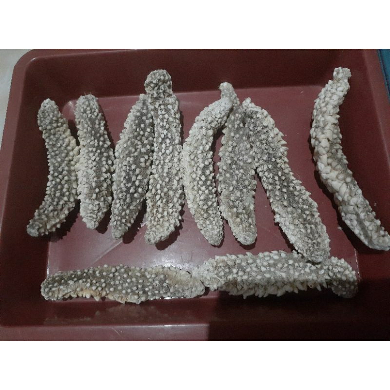 Jual Teripang kering 1kg | Shopee Indonesia