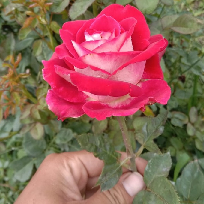 Jual PROMO! Tanaman Bunga Mawar Berbunga - Tanaman Hias Mawar Pot ...