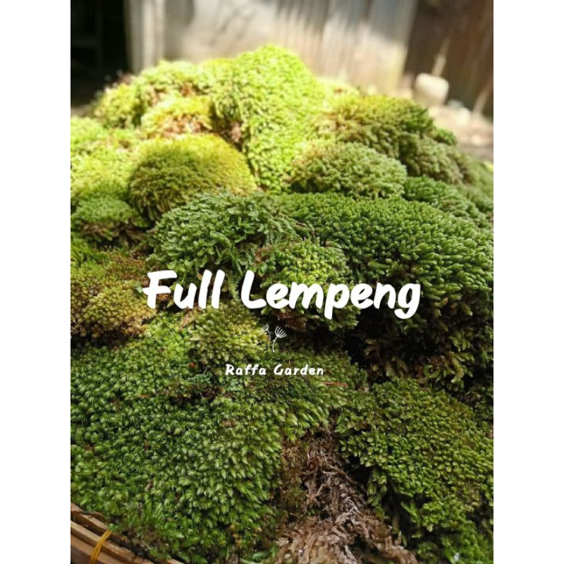 Jual Lumut Pinus/Forest Moss & Untuk Preserved Moss,Hiasan Aquascape ...