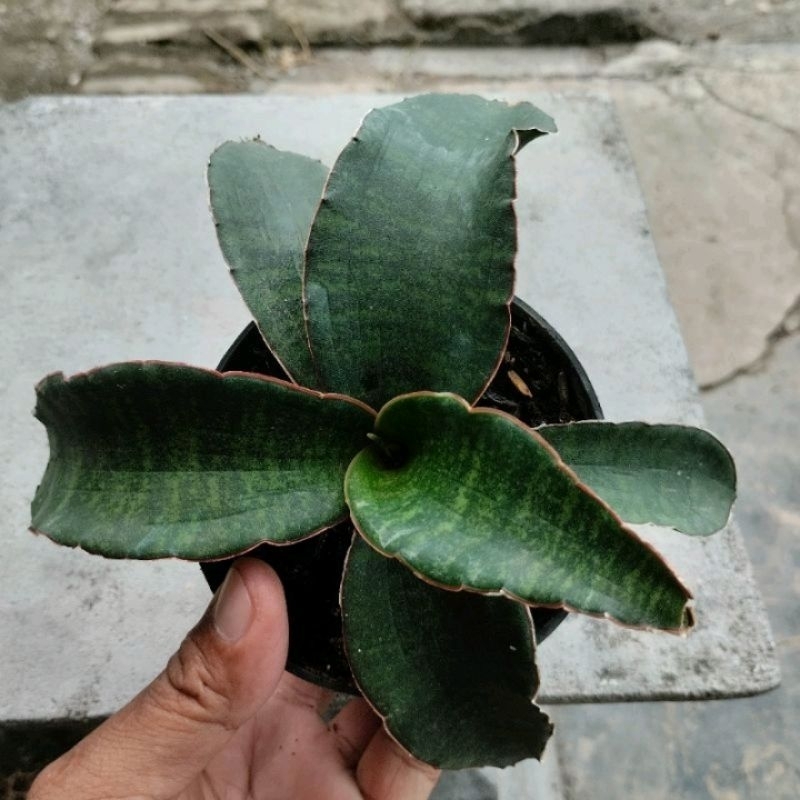Jual sansivera hawaiin star / lidah mertua daun tebal | Shopee Indonesia