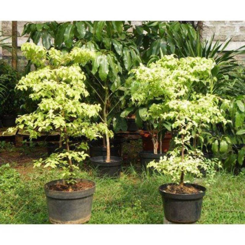 Jual TANAMAN HIAS ANTING PUTRI VARIGATA/BAHAN BONSAI ANTING PUTRI ...