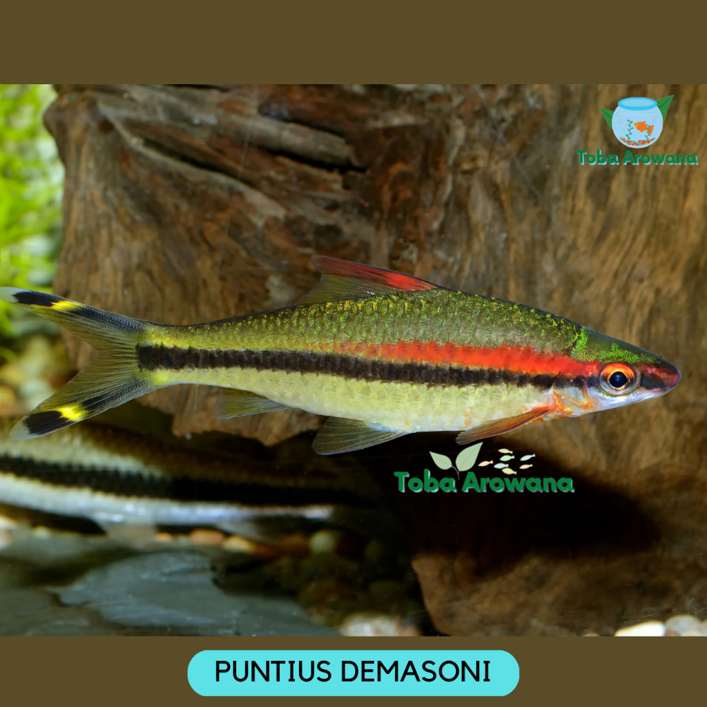 Jual Puntius Denisoni Ikan Hias Aquarium Aquascape Teman NeonTetra ...
