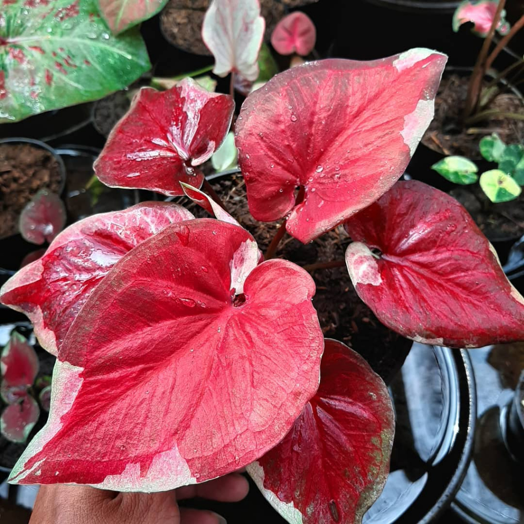 Jual (BISA COD) PROMO MURAH // Caladium Dwi Warna Cantik / Keladi Merah ...