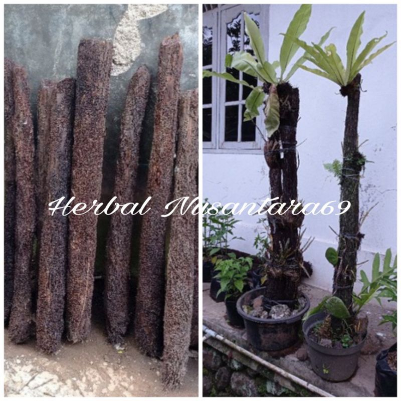 Jual Batang Pohon Pakis Media Tanam Anggrek tinggi 75cm lebar 8cm ...