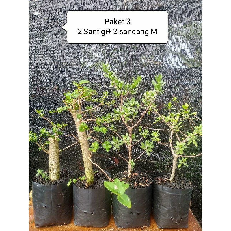 Jual 2 pohon bibit santigi mawar cangkok grade A bahan bonsai ( Pemphis ...