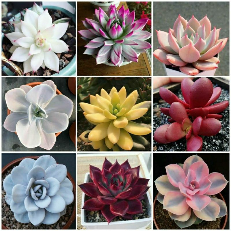 Jual sekulen warna Bisa Pilih jenis succulent | Shopee Indonesia