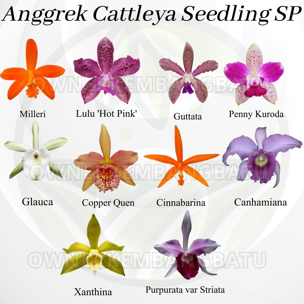 Jual SEEDLING CATTLEYA SP MURAH - CATTLEYA SPESIES BUNGA HARUM | Shopee ...