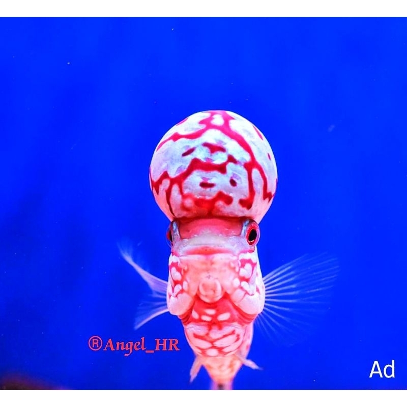 Jual HR-Burayak king kamfa f2 tiger thailand grade vip | Shopee Indonesia