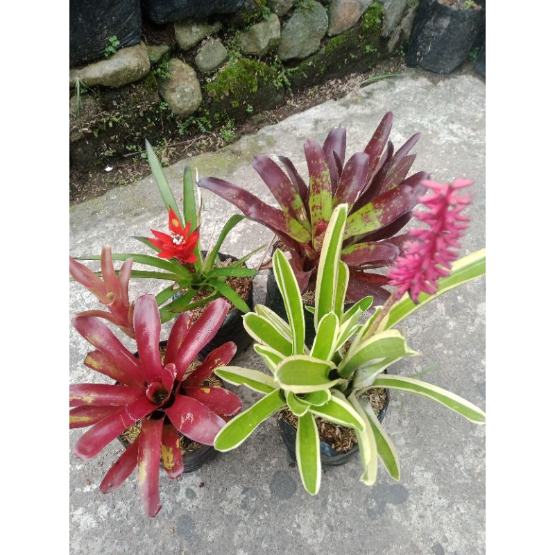 Jual Tanaman bromelia paket 4 pohon rimbun | Shopee Indonesia