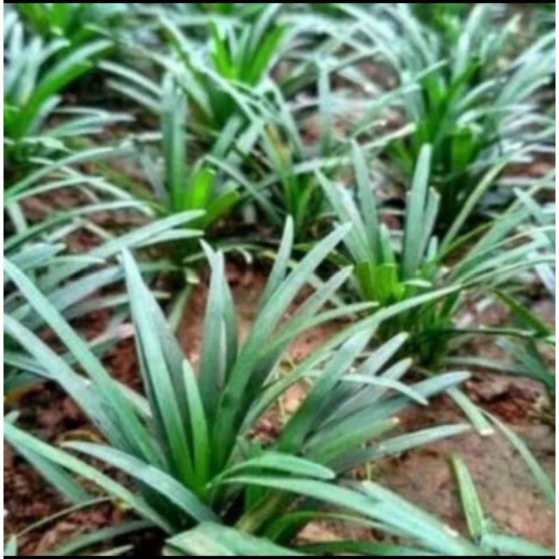 Jual tanaman hias kucay mini,rumput kucai mini perpohon | Shopee Indonesia