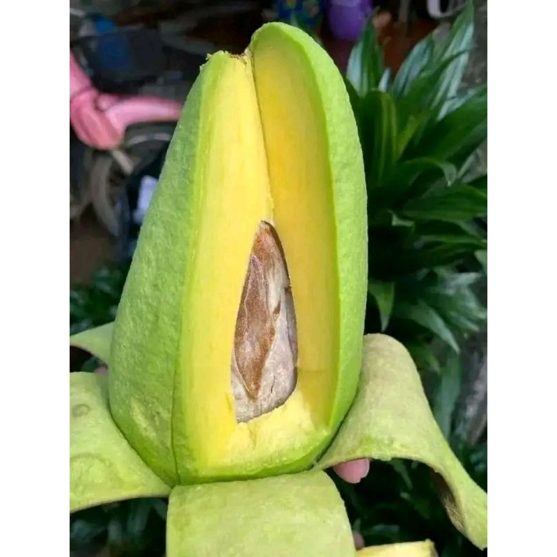 Jual Bibit Alpukat Mentega jumbo (BATANG BESAR) | Shopee Indonesia