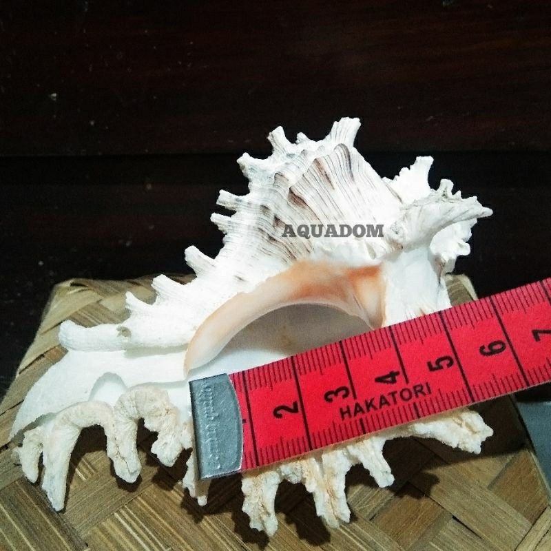 Jual CANGKANG KERANG HIAS KELOMANG RAMOSUS PUTIH KELOMANG LAUT | Shopee Indonesia