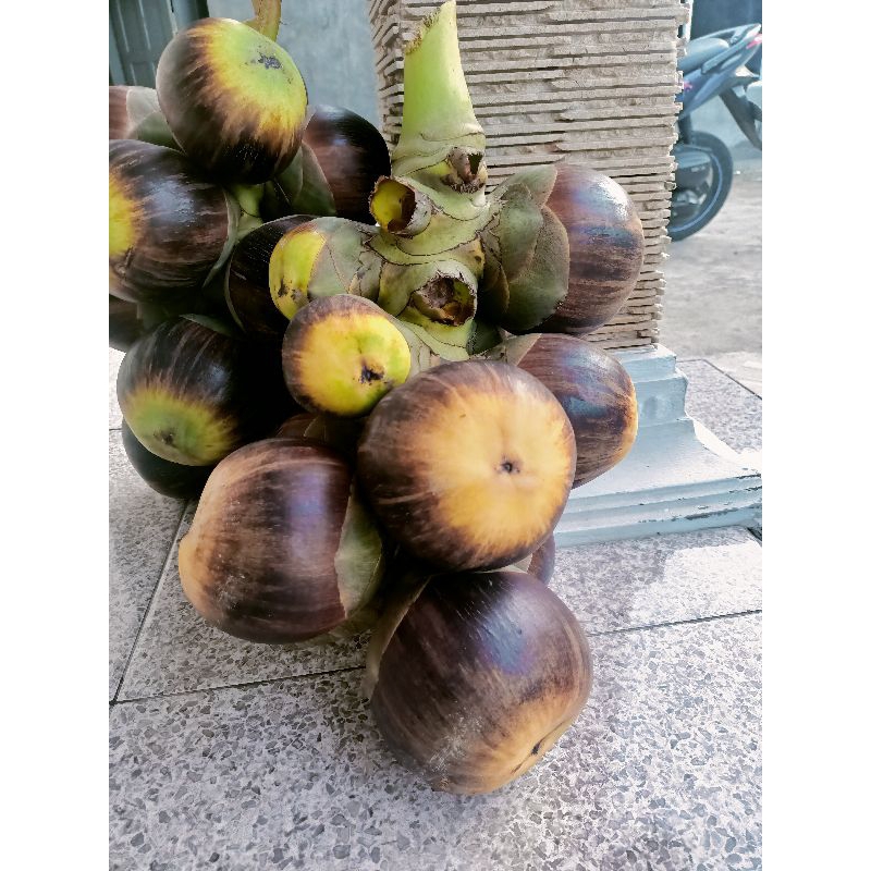 Jual Buah Lontar Utuh Khas Tuban isi 3 didalam satu buah utuh(Dipetik ...