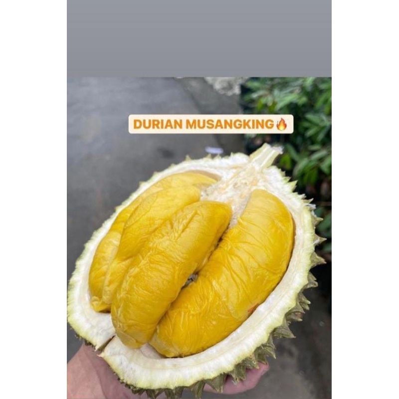 Jual DURIAN MUSANGKING FRESH/DURIAN RAJA SULTAN MALAYSIA UTUH 1 BUAH ...