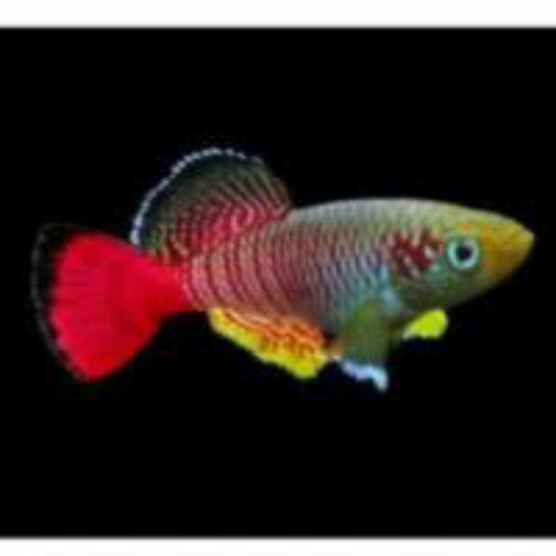 Jual ikan hias killifish guentheri Red | Shopee Indonesia