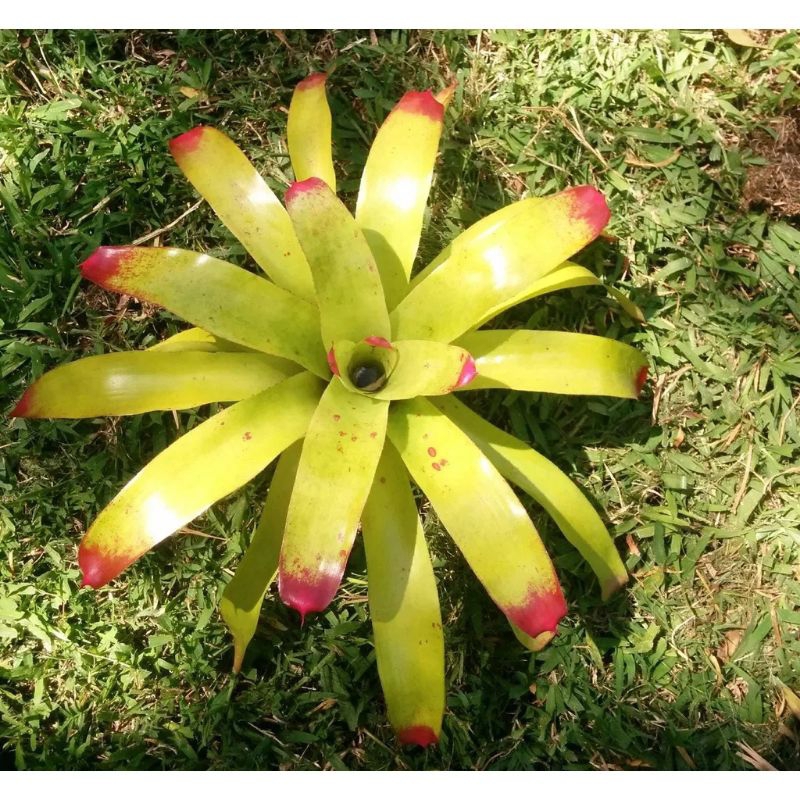 Jual Tanaman bromelia lipstik kuning bibirdaun merah ukuran besar ...