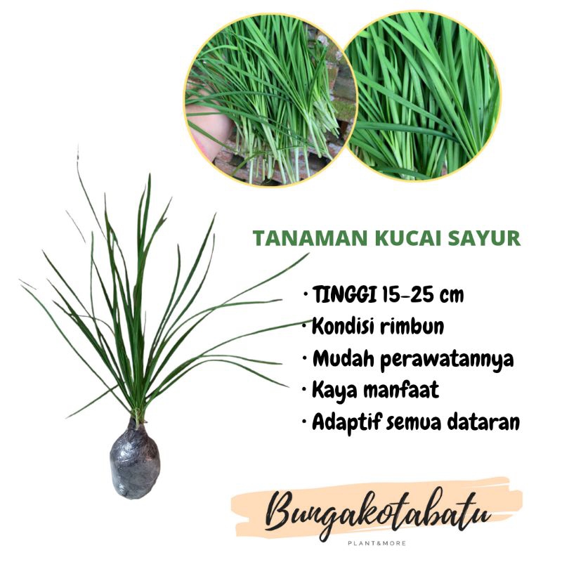 Jual Bibit Tanaman Kucai Sayur | Shopee Indonesia
