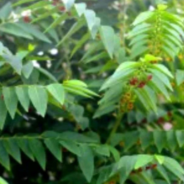 Jual Daun Katup Segar Penyubur ASI Ibu Menyusui 500 g | Shopee Indonesia