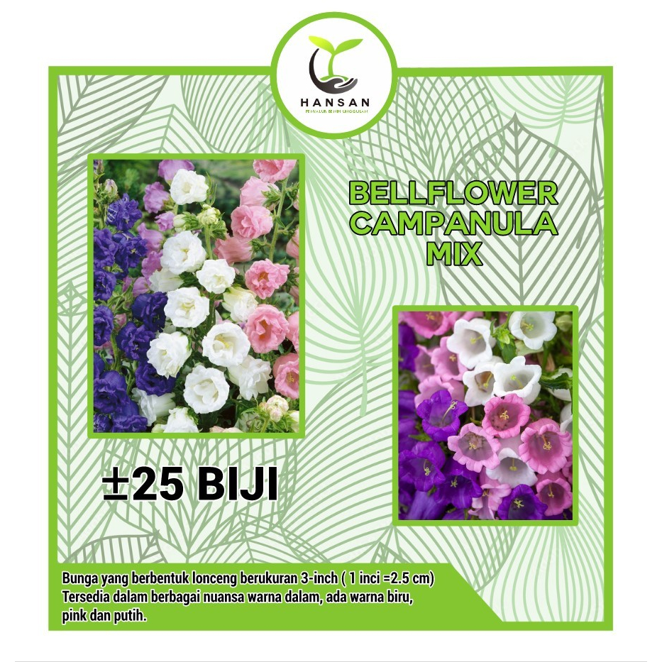 Jual 25 Benih Bunga Lonceng Bibit Bellflower Campanula Mix Color ...