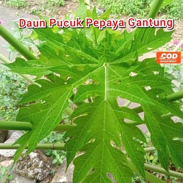 Jual [C O D]Daun Pucuk Pepaya Gantung Sayuran 250 Gram | Shopee Indonesia