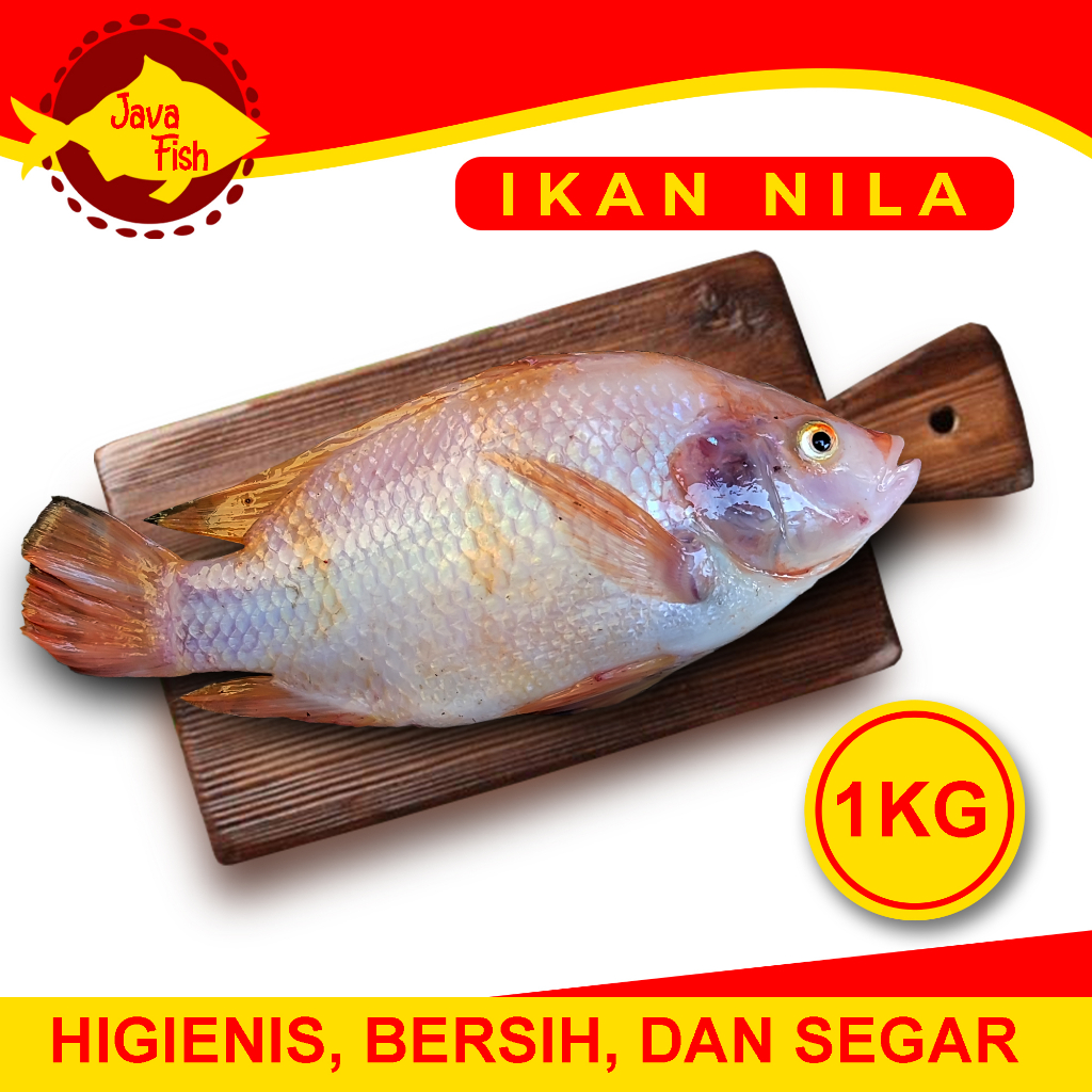 Jual Ikan Nila Merah Bangkok Hidup Harga per KG bukan per Ekor | Shopee ...