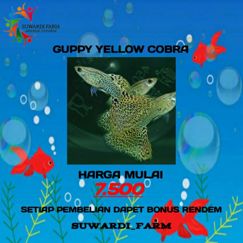Jual Aksesoris Akwarium (Guppy Yellow Tiger) | Shopee Indonesia