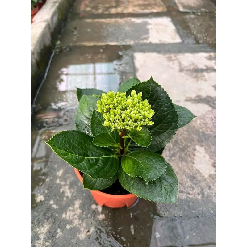 Jual TANAMAN BUNGA HORTENSIA, Tanaman Hias Hidup Bunga Hortensia Warna ...