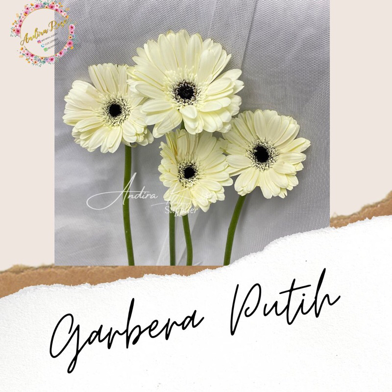 Jual Garbera Putih | Shopee Indonesia