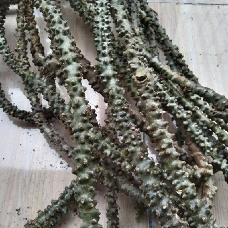 Jual Tanaman Brotowali/Patrawali Sapih asi 10 batang 30 cm | Shopee ...