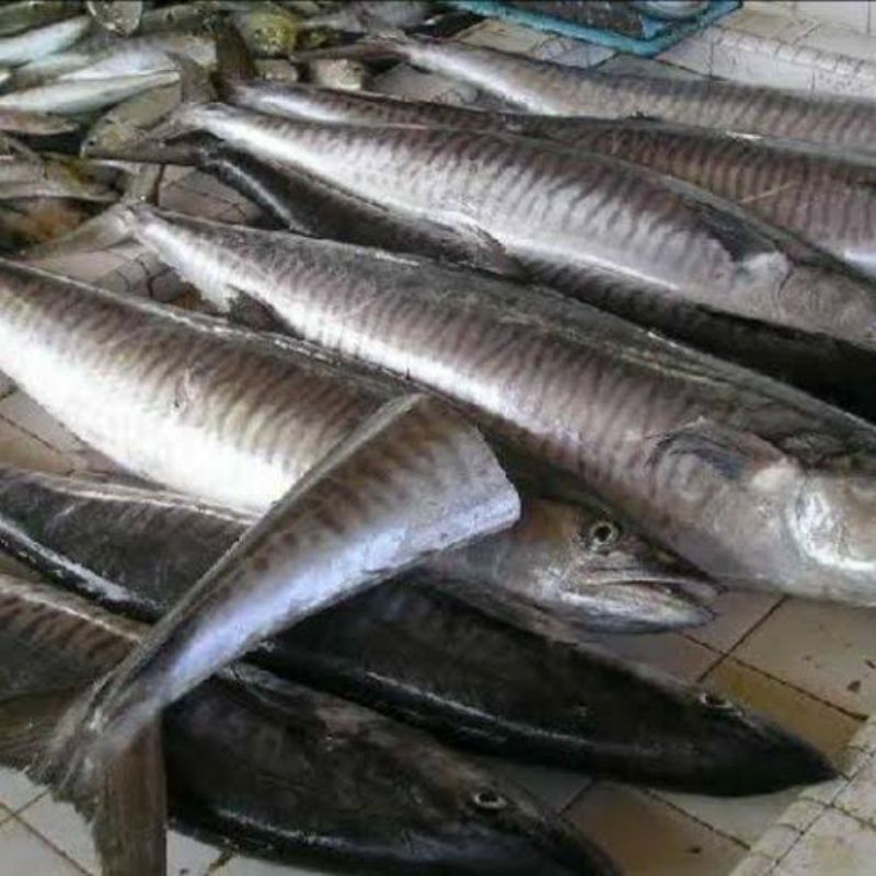 Jual Ikan Tenggiri segar 1kg Tenggiri jantan dan betina | Shopee Indonesia