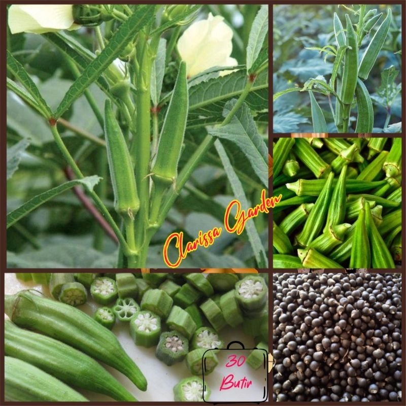 Jual BIJI/BENIH SAYURAN OKRA HIJAU ( REPACK ) | Shopee Indonesia