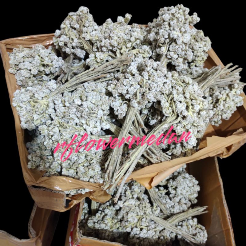 Jual Termurah (30 batang) bunga edelwels bromo budidaya | Shopee Indonesia