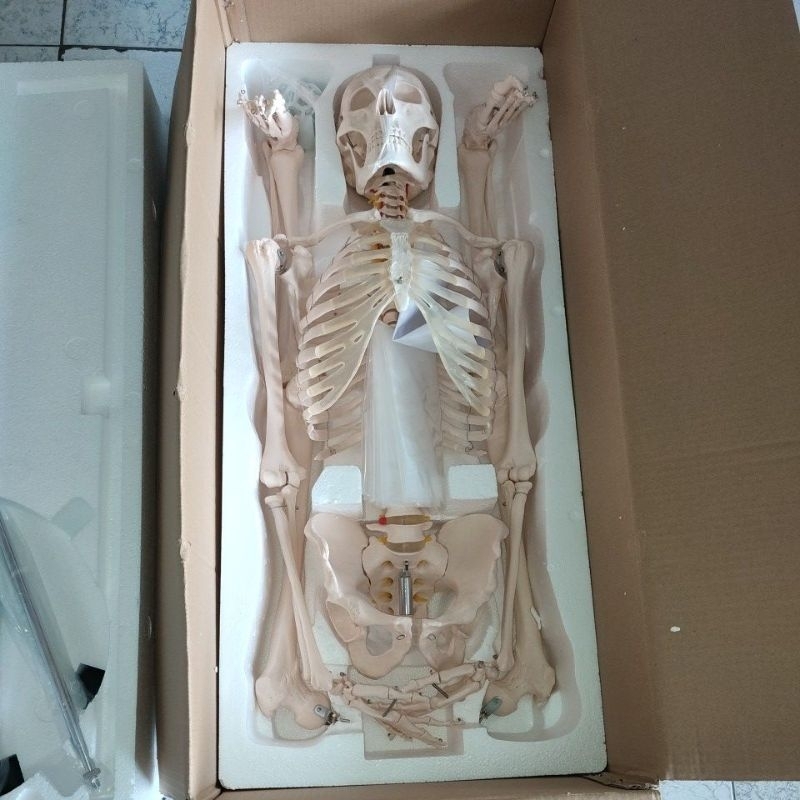 Jual alat peraga model kerangka manusia pvc guanlong khusus ojol ...