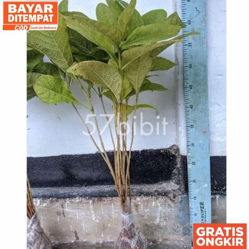 Jual Bibit Jati Solomon tinggi 25-30-50-cm | Shopee Indonesia