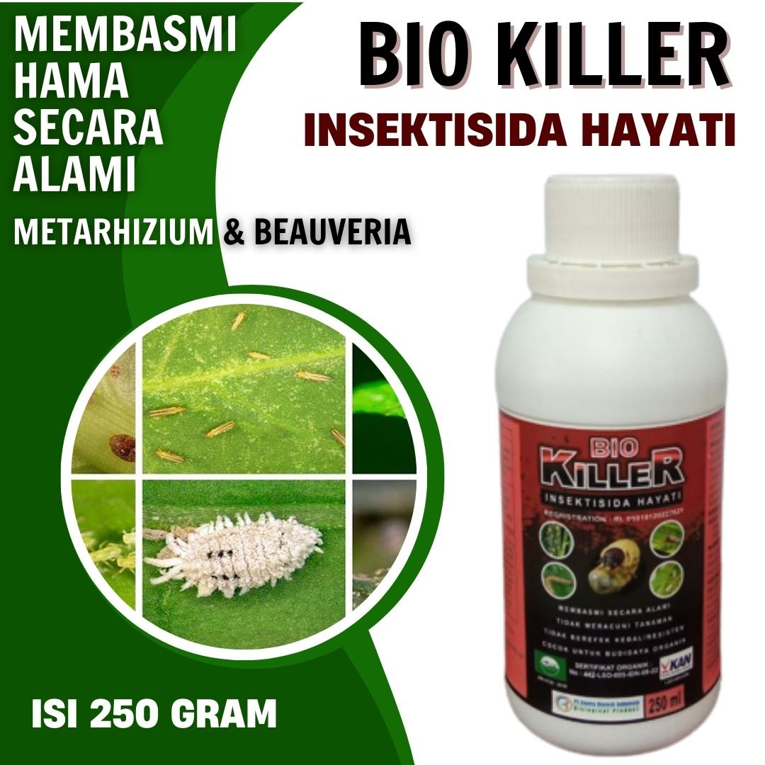 Jual Obat Hama Lembing, Insektisida Hayati Untuk Kutu Kebul, Beauveria ...