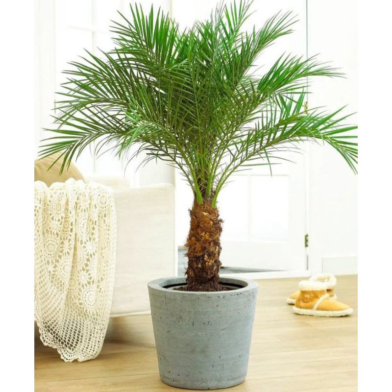 Jual palem phoenix - tanaman - pohon palem phoenix - Phoenix roebelenii ...