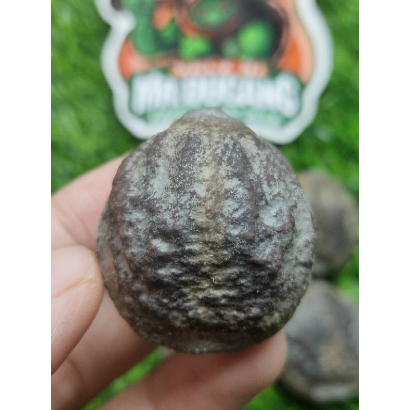 Jual MUNCANG ADU YANTI LILIS ORIGINAL APIK | Shopee Indonesia