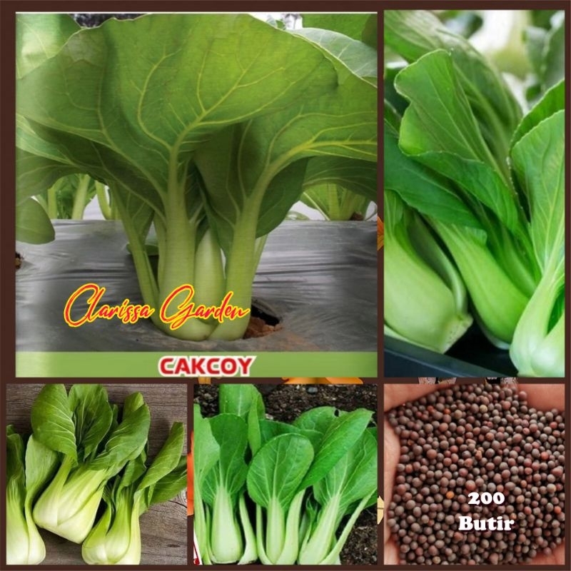 Jual BIJI | BENIH SAYURAN SAWI CAKCOY HIJAU | Shopee Indonesia