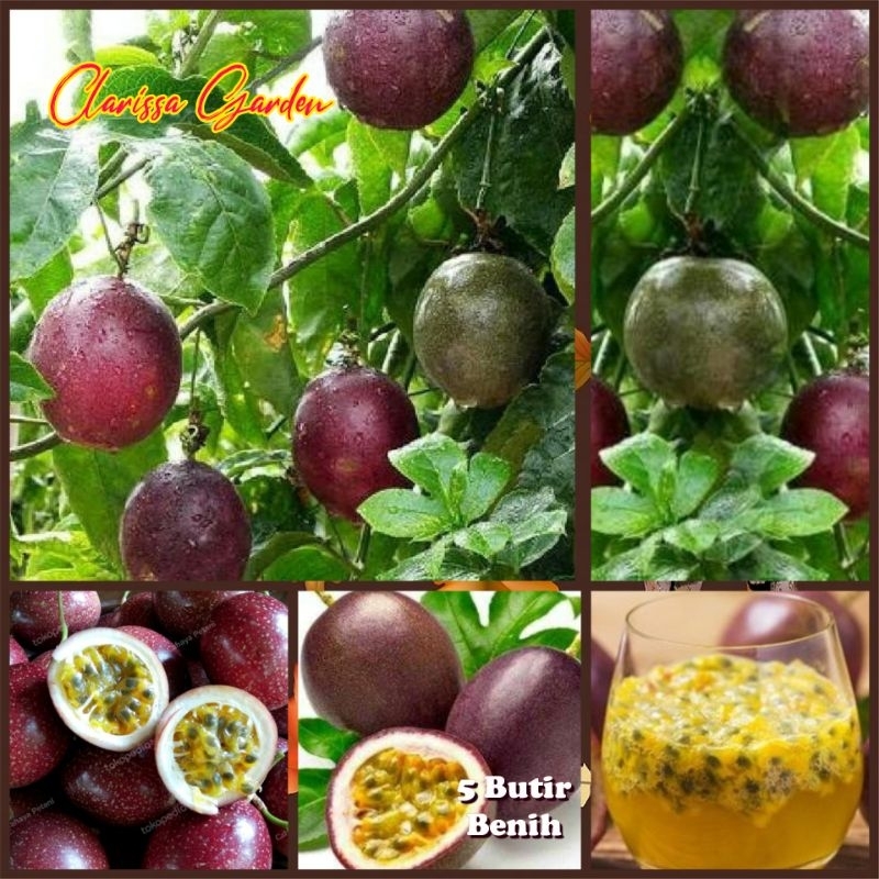 Jual 5 BUTIR BIJI/BENIH TANAMAN BUAH MARKISA UNGU | Shopee Indonesia