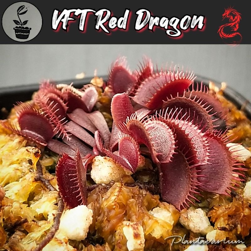 Jual Tanaman Karnivora Venus Fly Trap VFT Red Dragon "Akai Ryu" | Shopee Indonesia